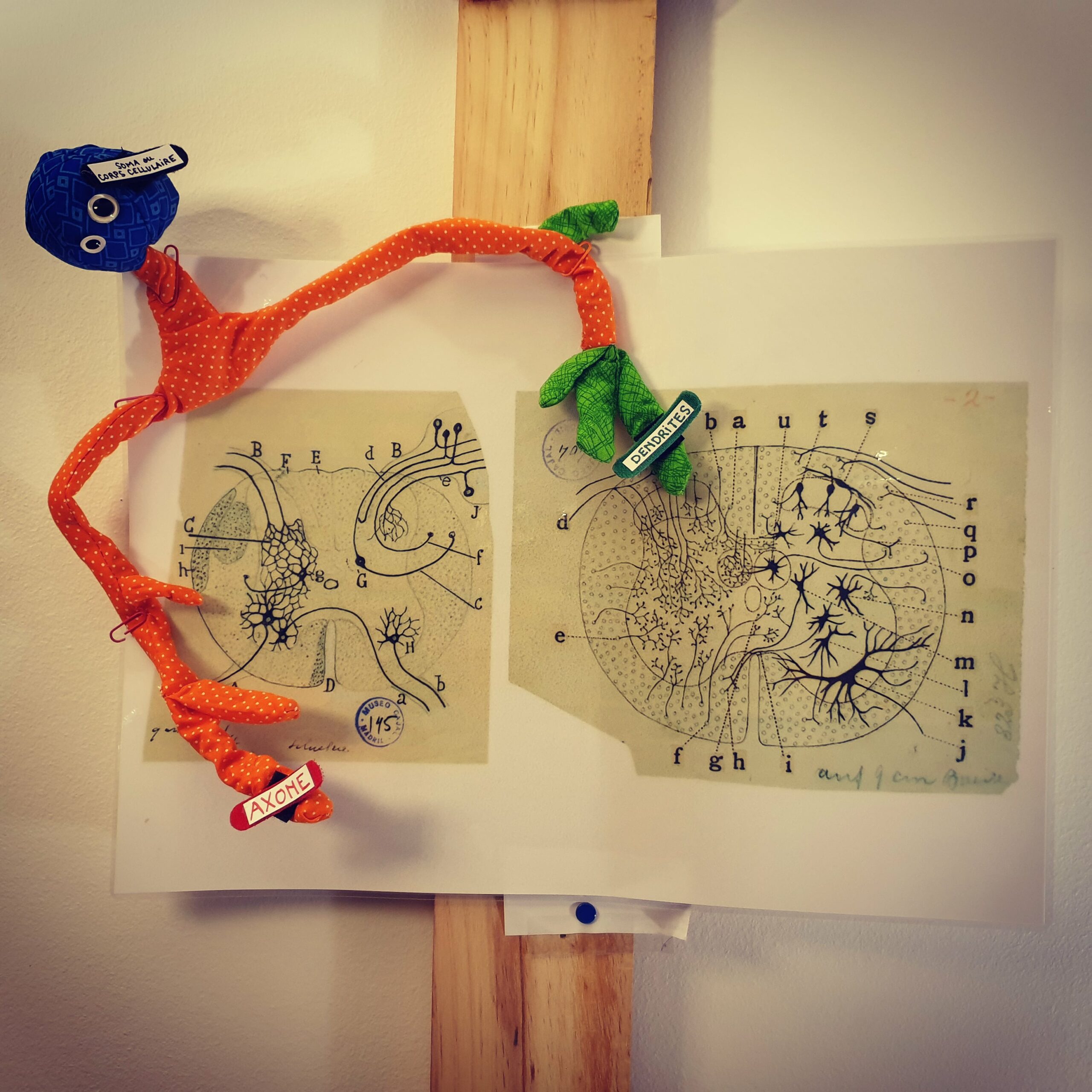 Neurone sensoriel | Les Neurosciences expliquées par les Sens Émotions ...